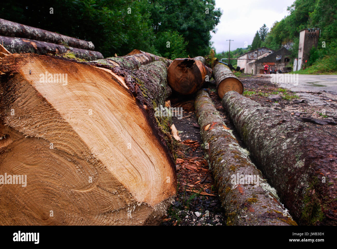Cut fir trees near an abandonned sawmill, Grandvaux Lake, Jura (France ...