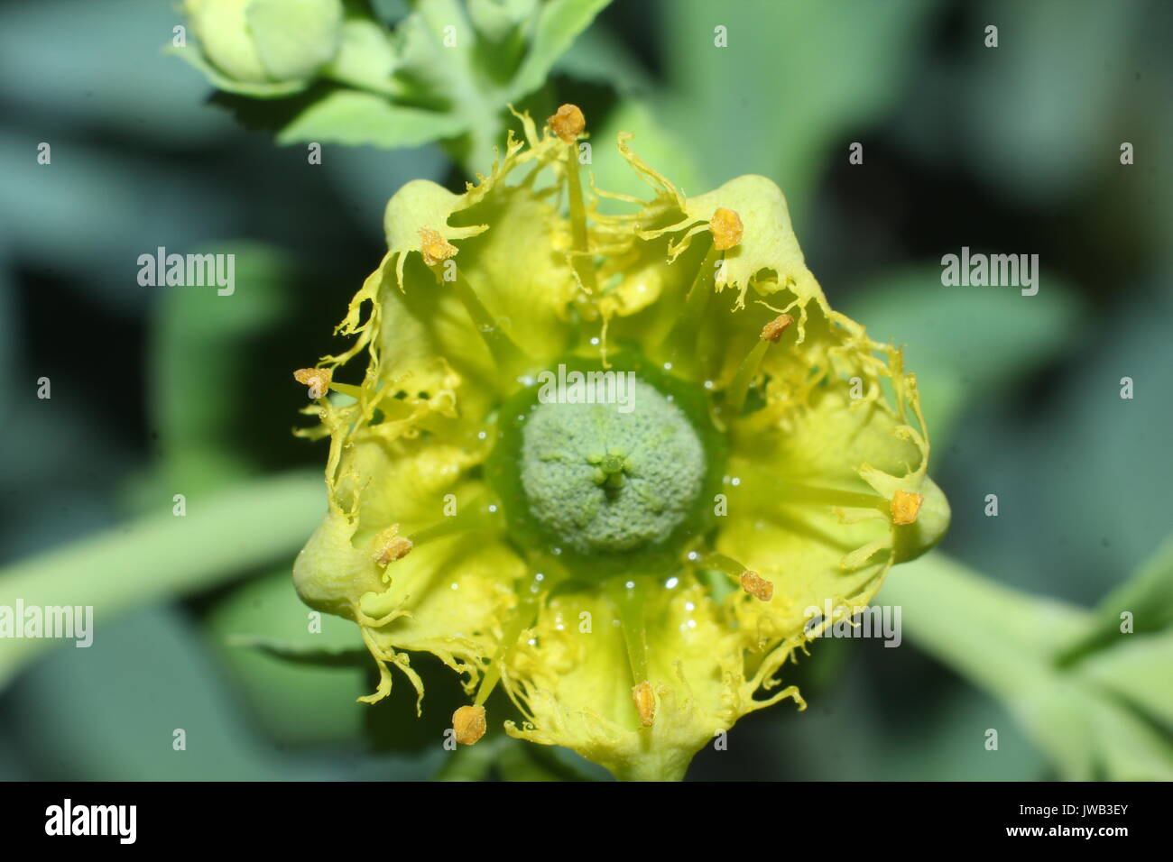 Ruta graveolens, common rue flower Stock Photo - Alamy