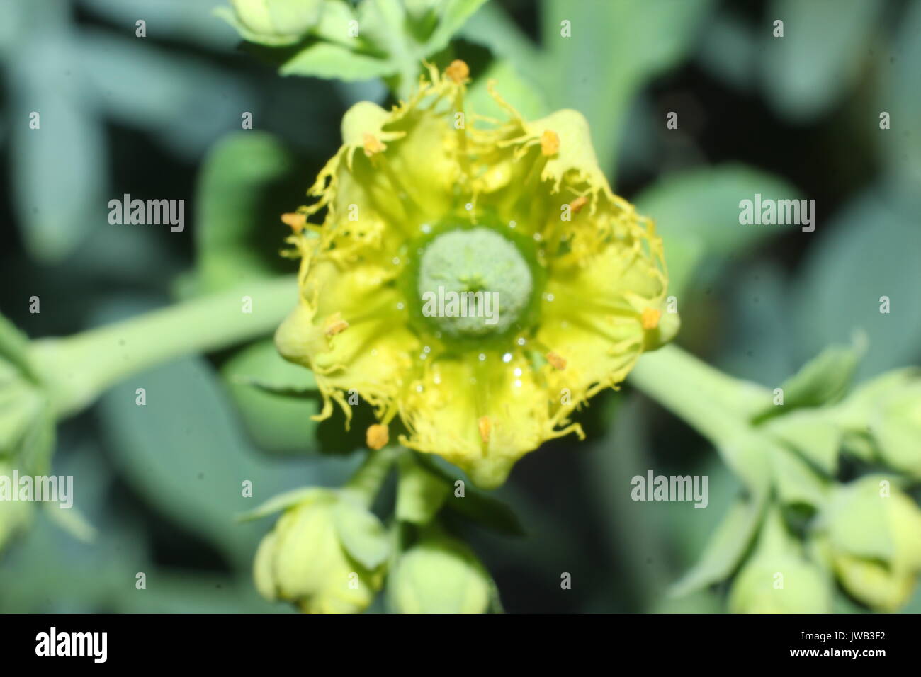 Ruta graveolens, common rue flower Stock Photo - Alamy
