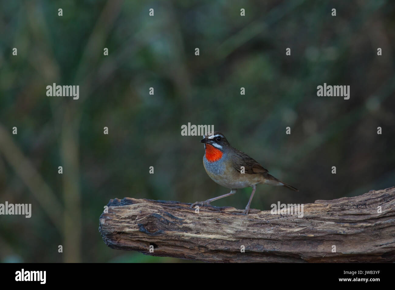 Beautiful of Siberian Rubythroat Bird (Calliope calliope) in nature ...