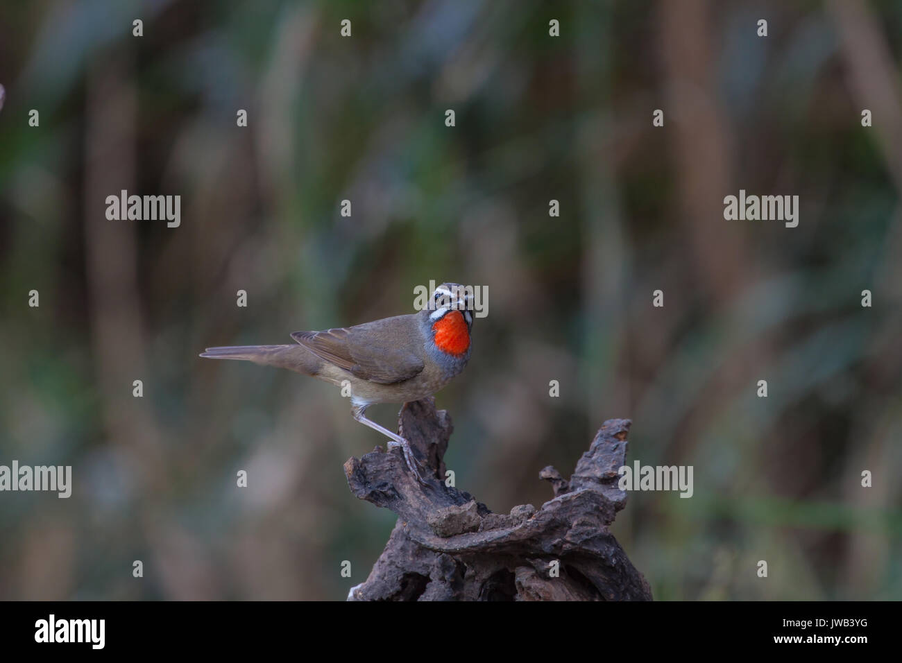 Beautiful of Siberian Rubythroat Bird (Calliope calliope) in nature ...
