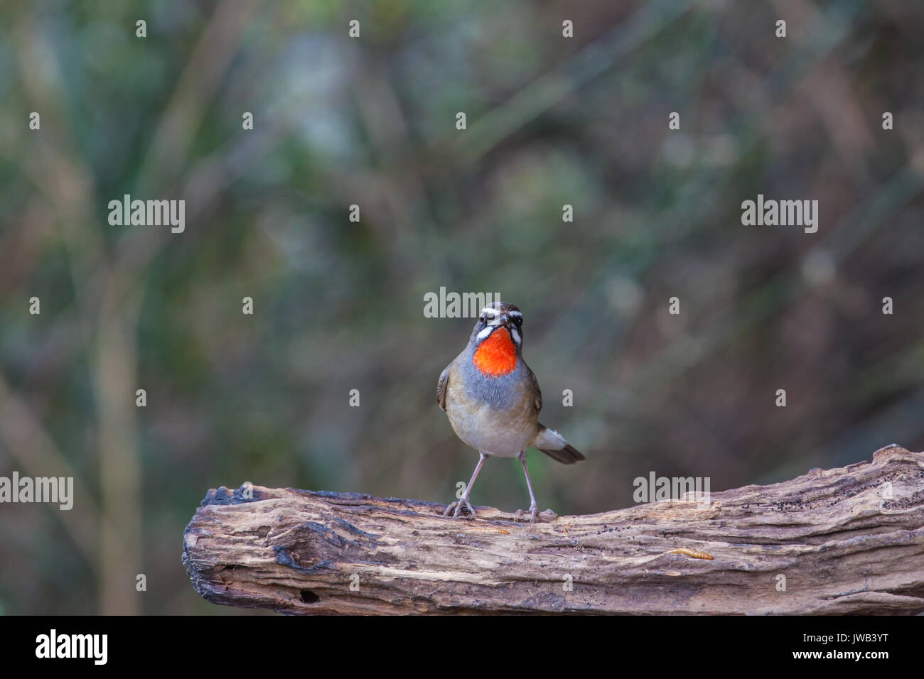 Beautiful of Siberian Rubythroat Bird (Calliope calliope) in nature ...
