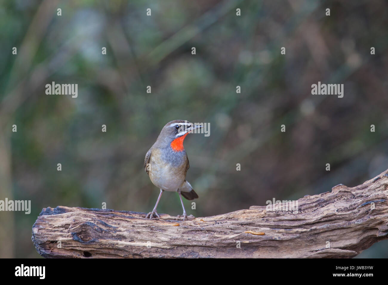 Beautiful of Siberian Rubythroat Bird (Calliope calliope) in nature ...