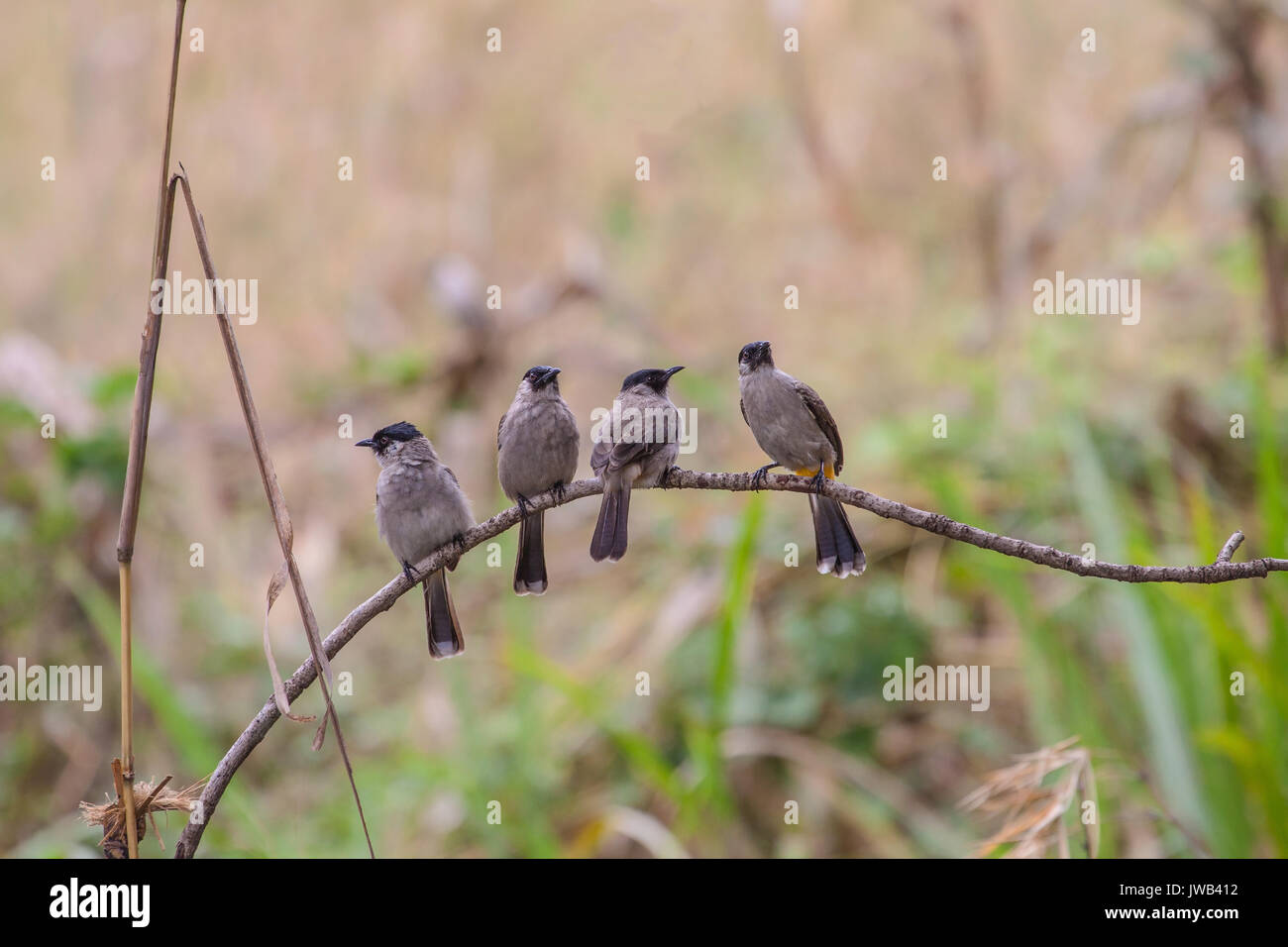 Sooty headed bulbul in hi-res stock photography and images - Alamy