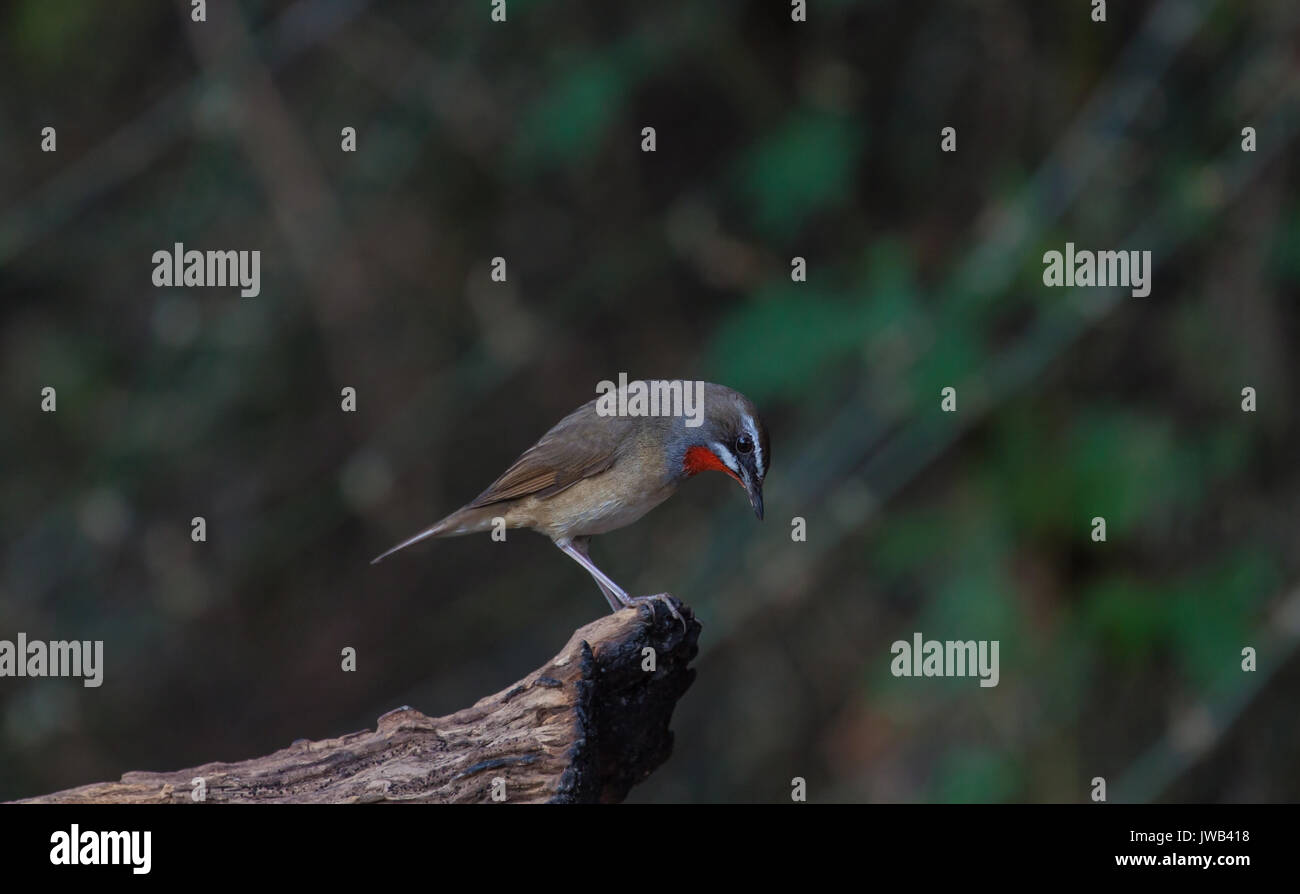 Beautiful of Siberian Rubythroat Bird (Calliope calliope) in nature ...
