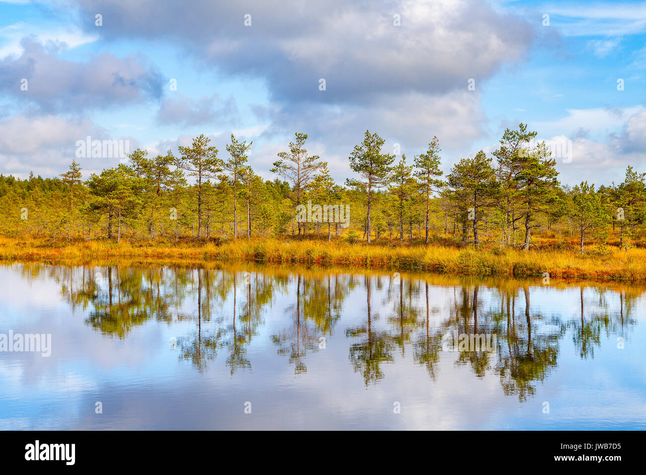 Beautiful reflection of pine trees in swamp lake, autumn season. Viru ...