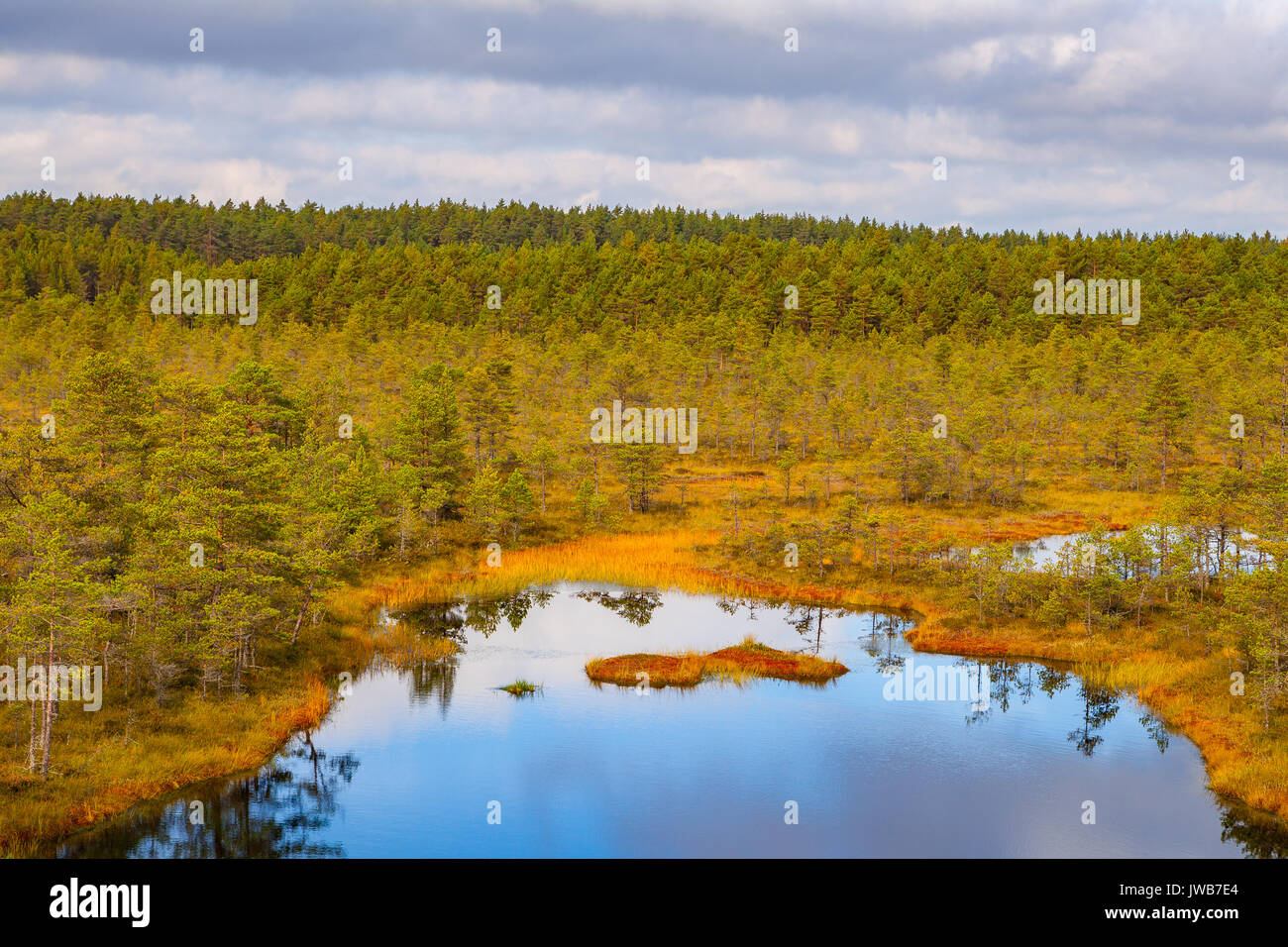 Swamp land hi-res stock photography and images - Alamy