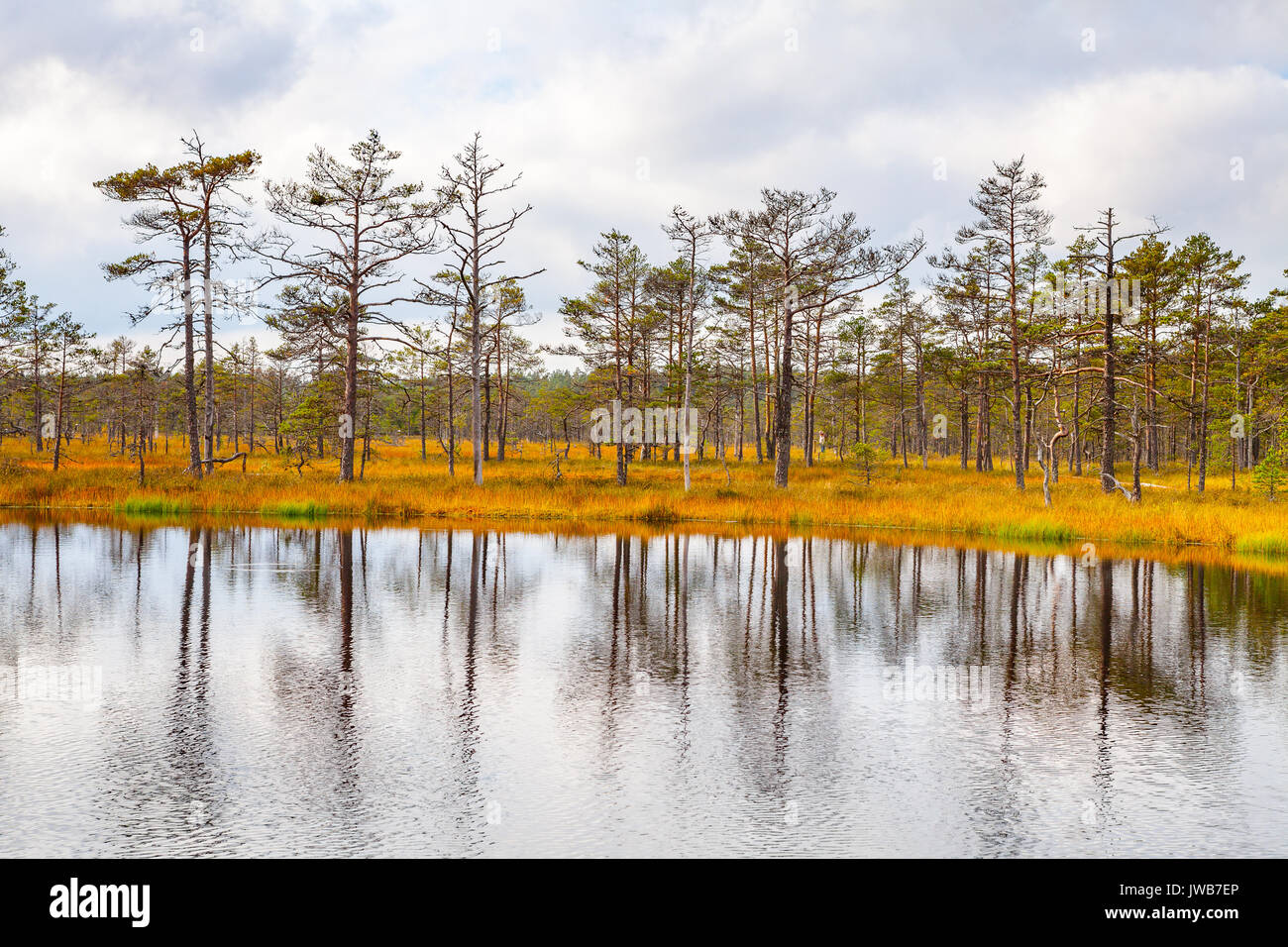 Reflection of pine trees hi-res stock photography and images - Alamy