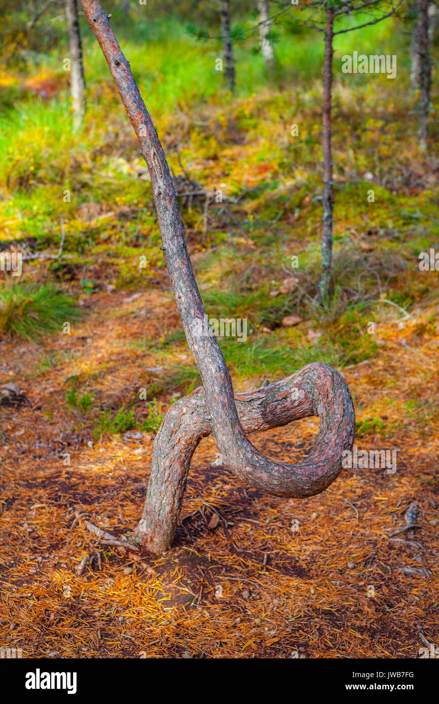 Curved pine tree hi-res stock photography and images - Alamy
