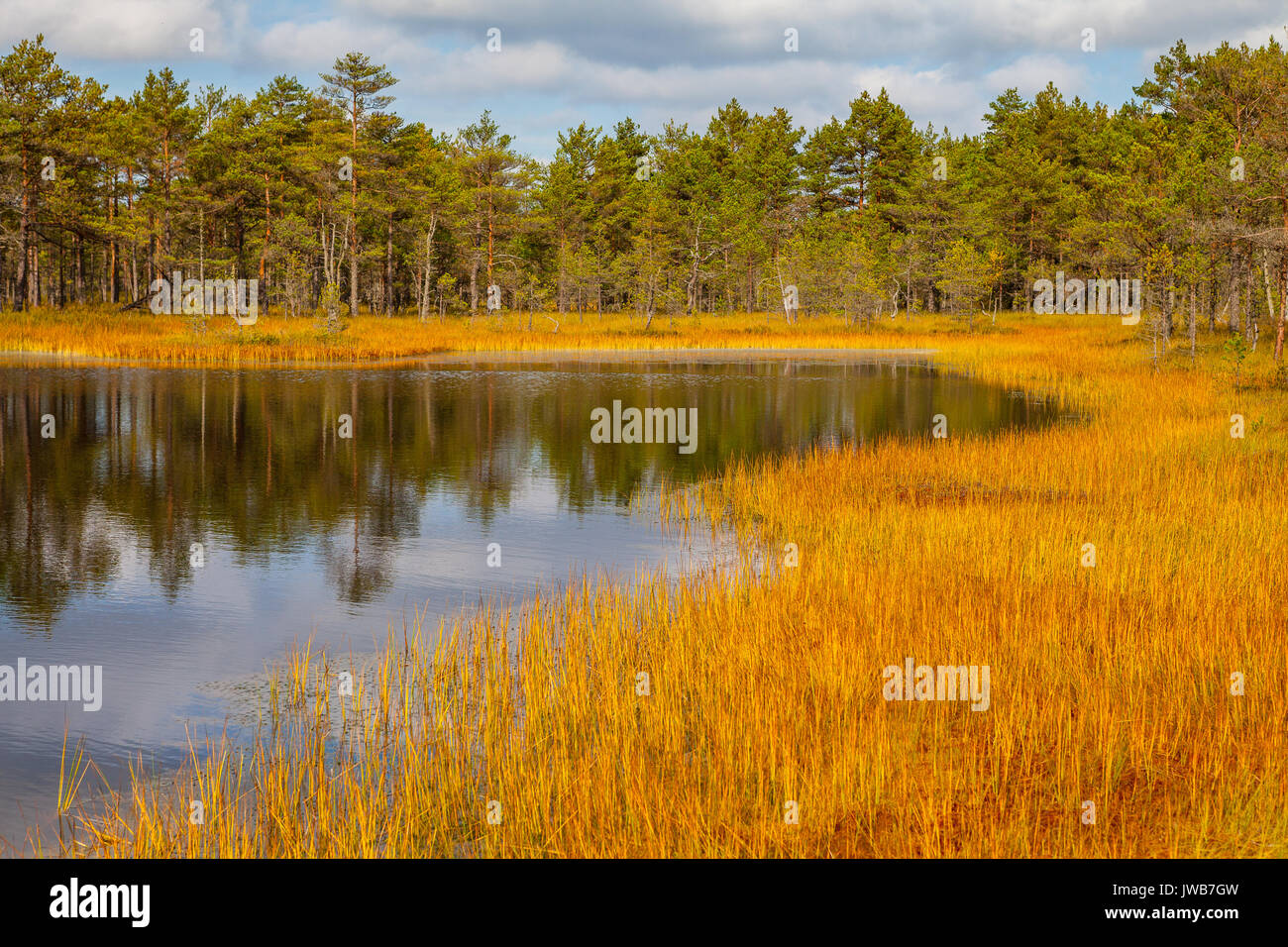 Reflection of pine trees hi-res stock photography and images - Alamy