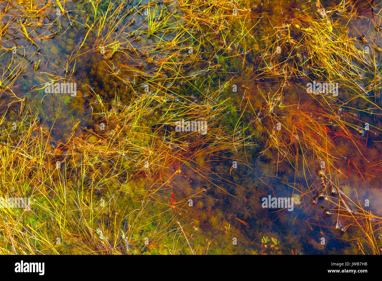 Wet grass in swamp hi-res stock photography and images - Alamy