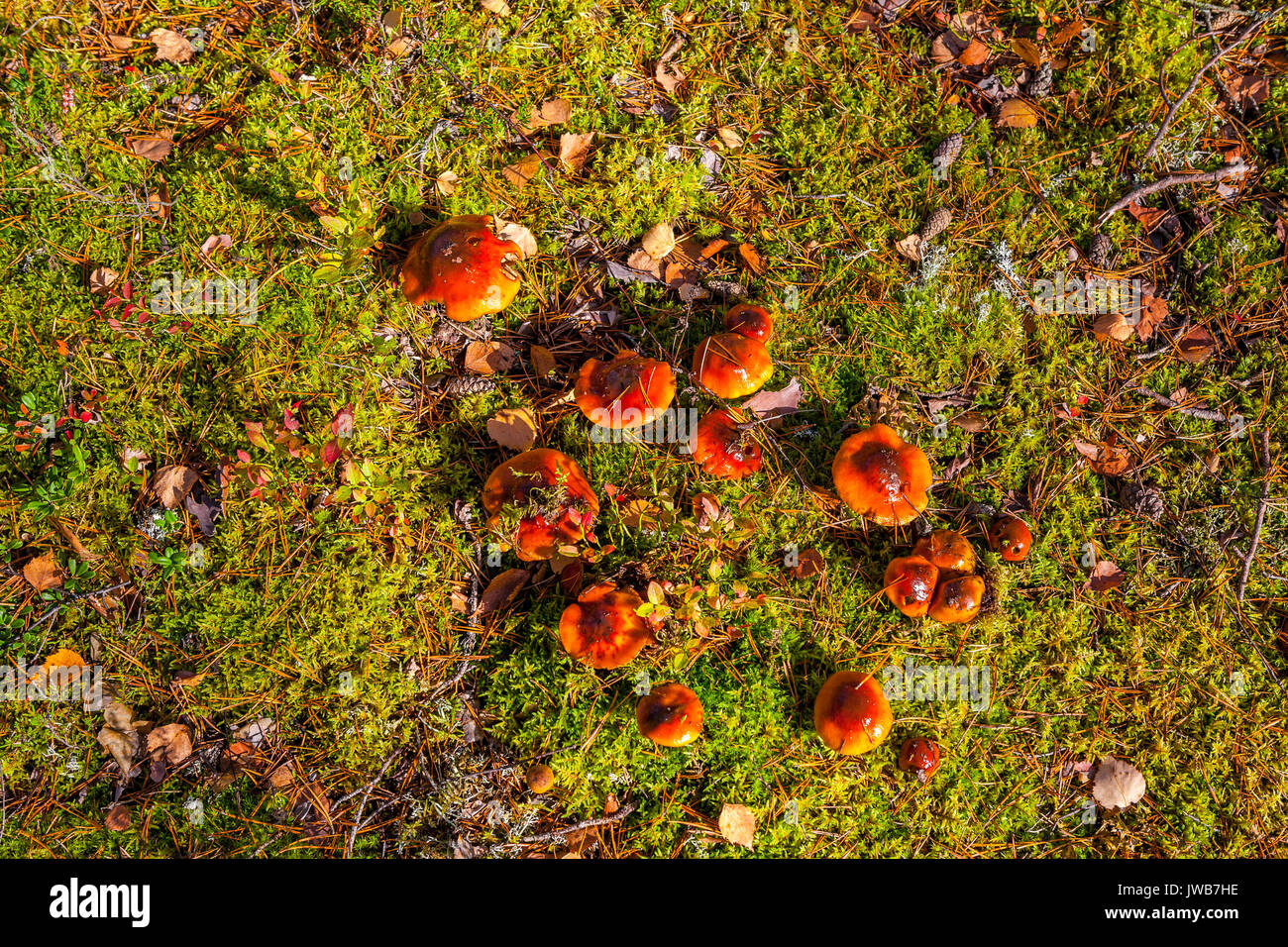 Virgin swamp forest hi-res stock photography and images - Alamy