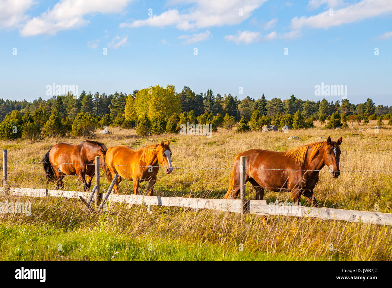 Three horse fence hi-res stock photography and images - Alamy
