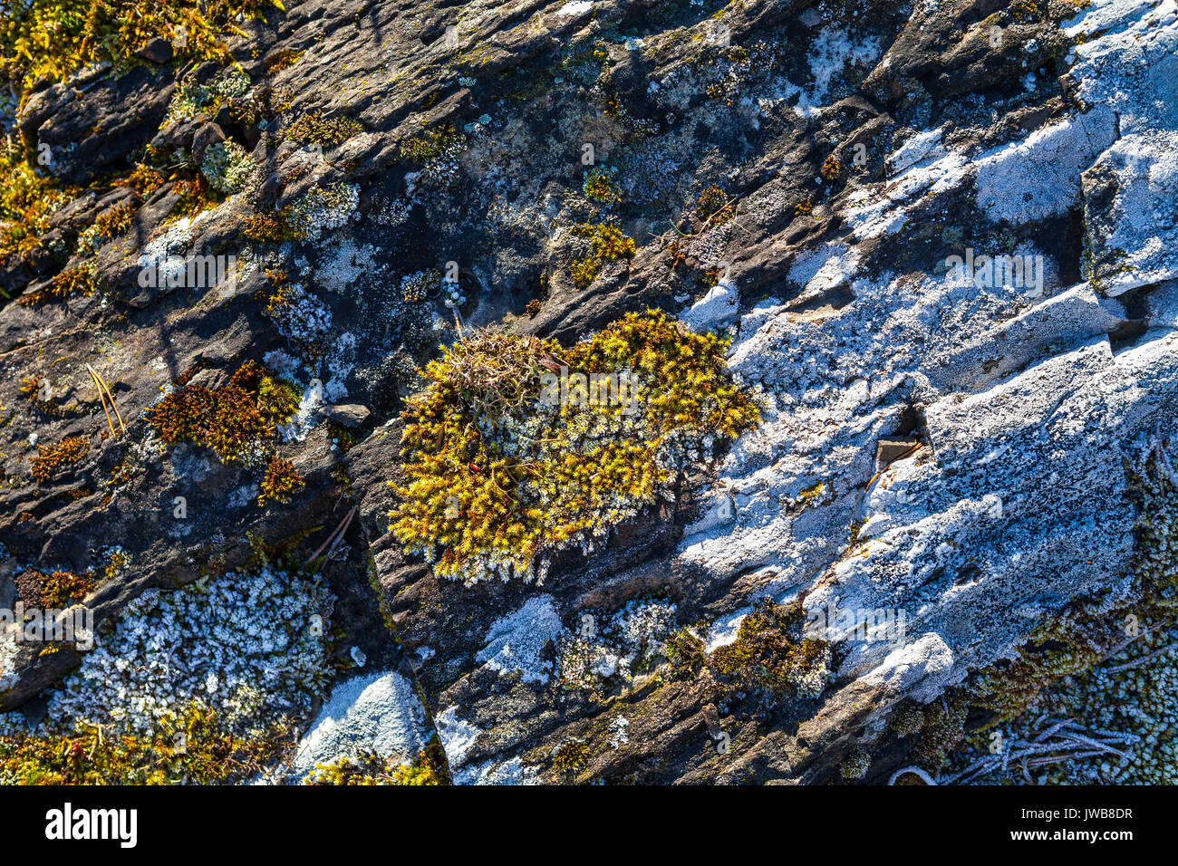 Northern patterns. Moss on the rocks. Winter moment Stock Photo - Alamy