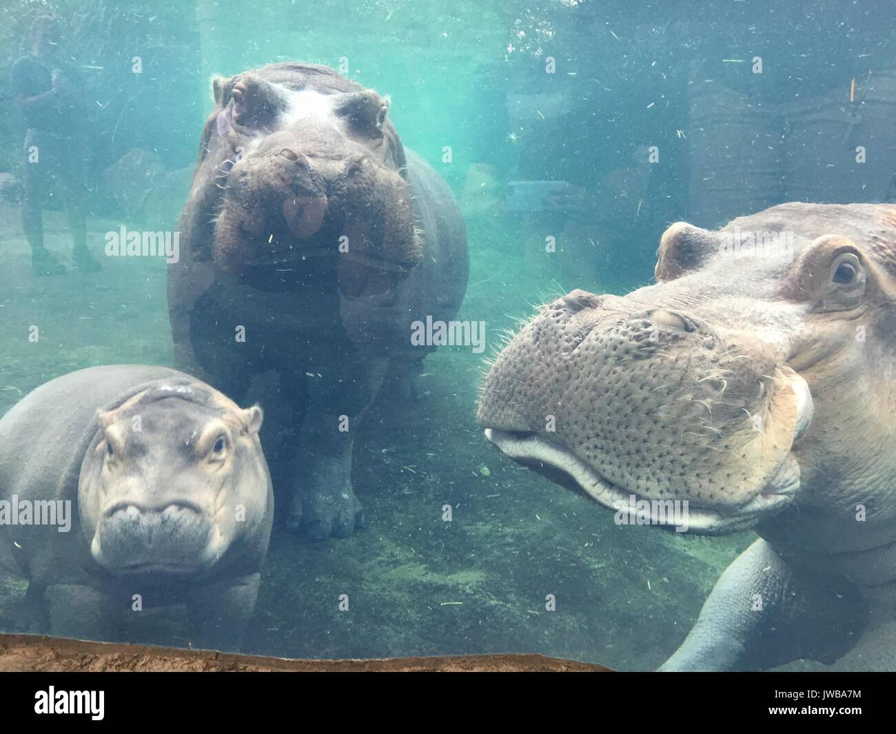 Cincinnati zoo hippo hi-res stock photography and images - Alamy