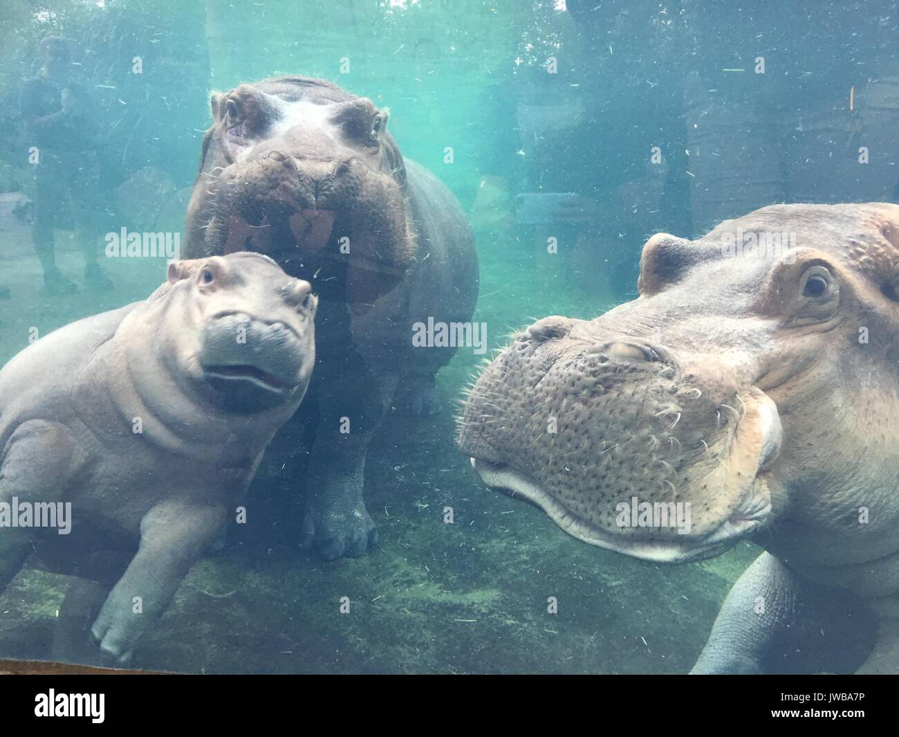 Bibi the hippo hi-res stock photography and images - Alamy