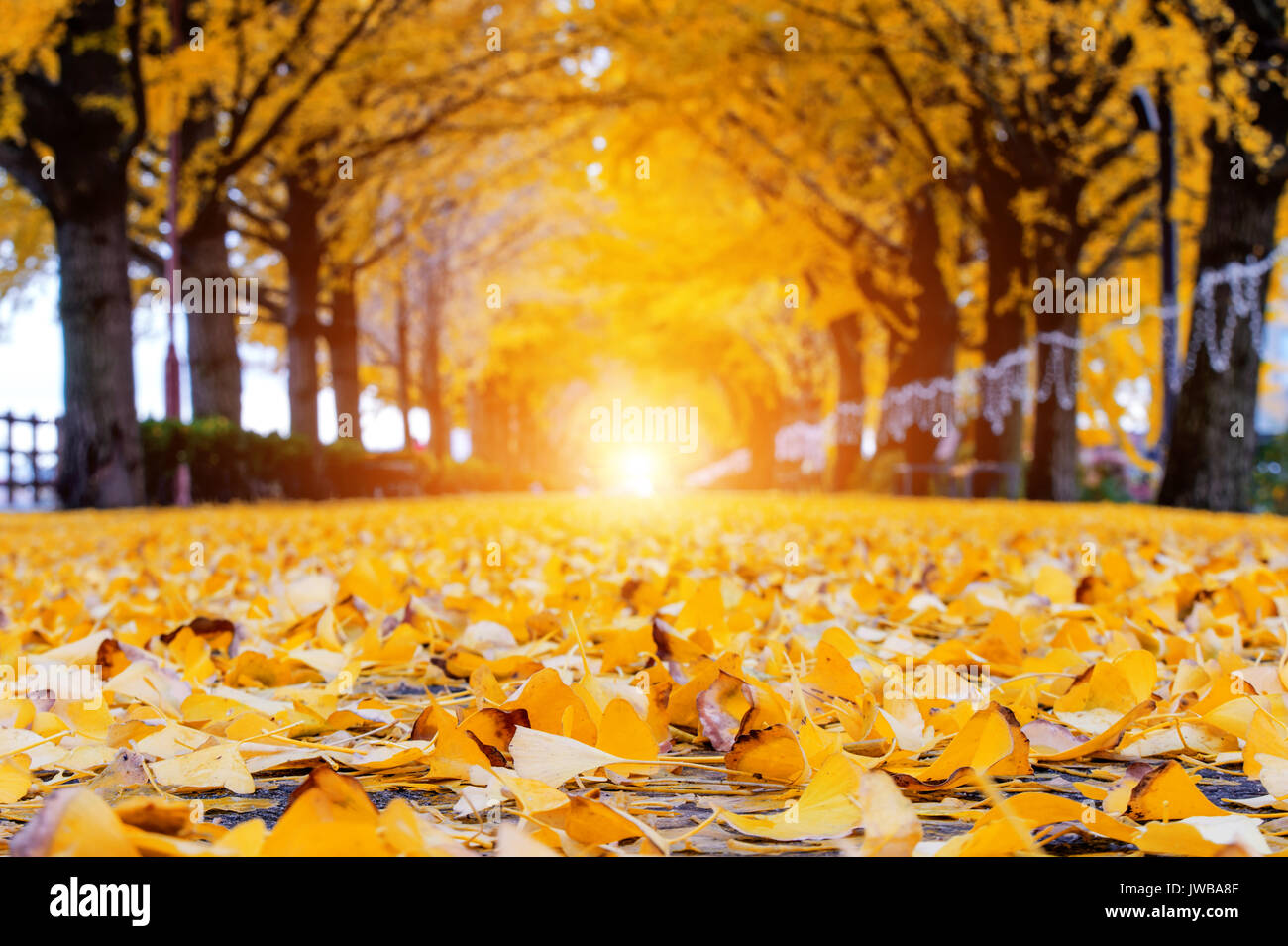 Leaves on the street hi-res stock photography and images - Alamy