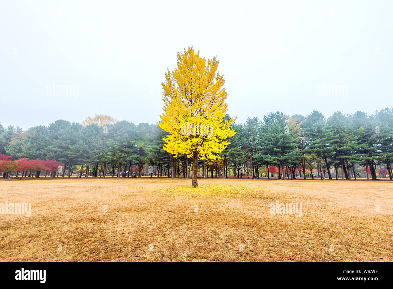 Autumn with ginkgo tree in Nami Island, Korea Stock Photo - Alamy