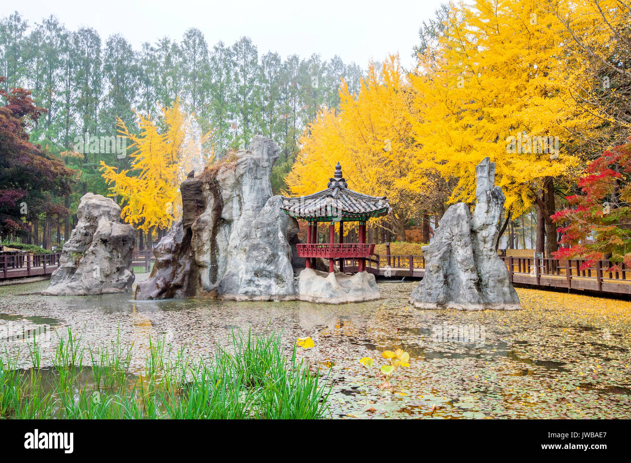 Autumn with ginkgo tree in Nami Island, Korea Stock Photo - Alamy