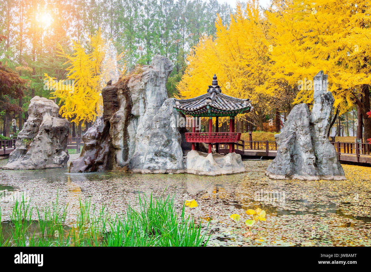 Autumn with ginkgo tree in Nami Island, Korea Stock Photo - Alamy