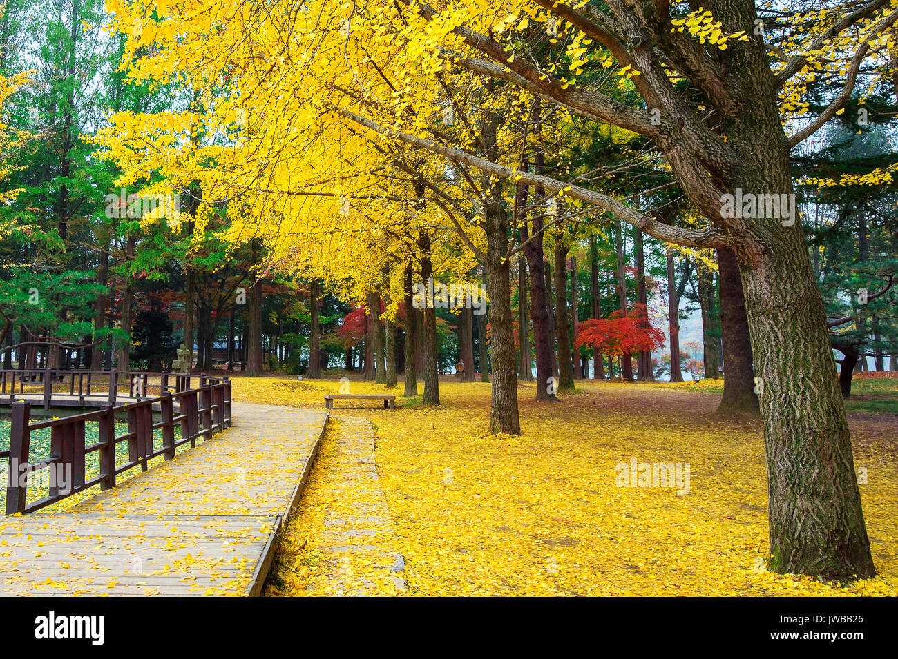 Nami island hi-res stock photography and images - Alamy