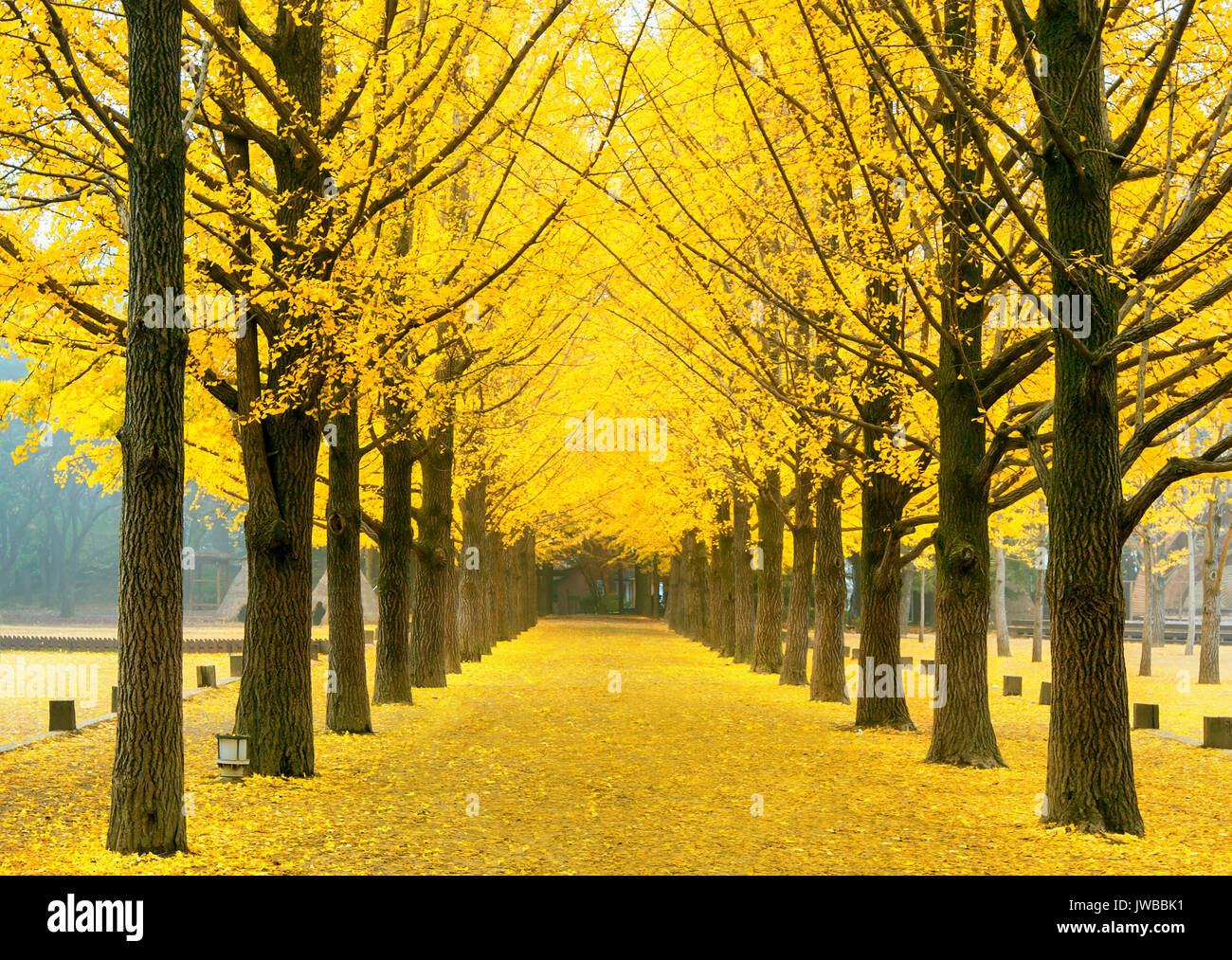 Nami island korea hi-res stock photography and images - Alamy