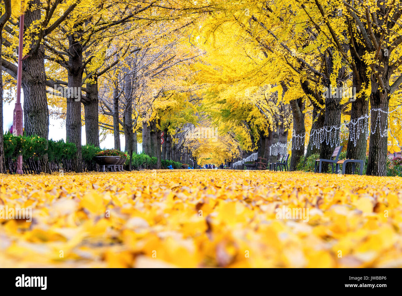 Ginkgo trees hi-res stock photography and images - Alamy