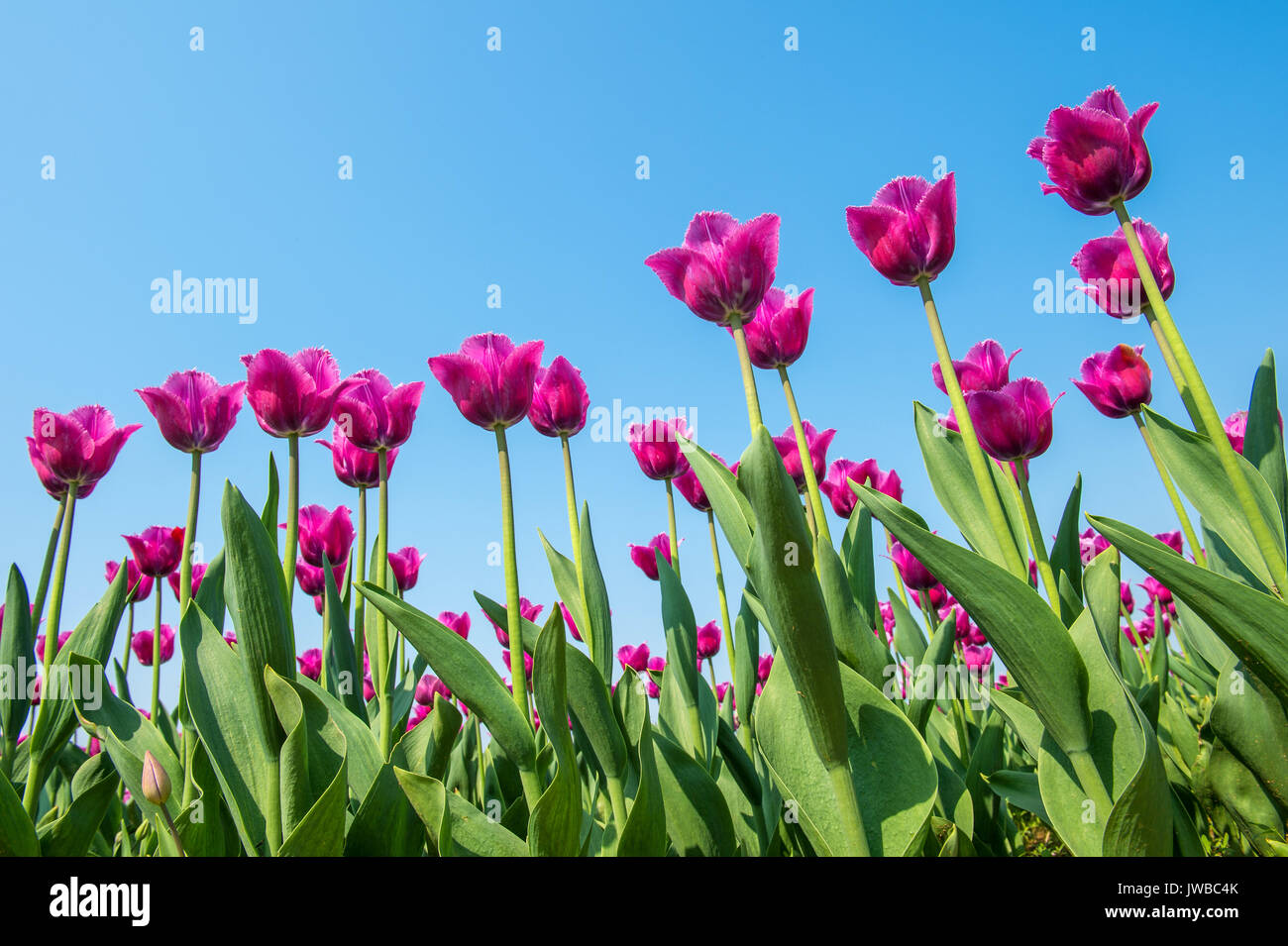 Colorful tulips, tulips in spring Stock Photo - Alamy