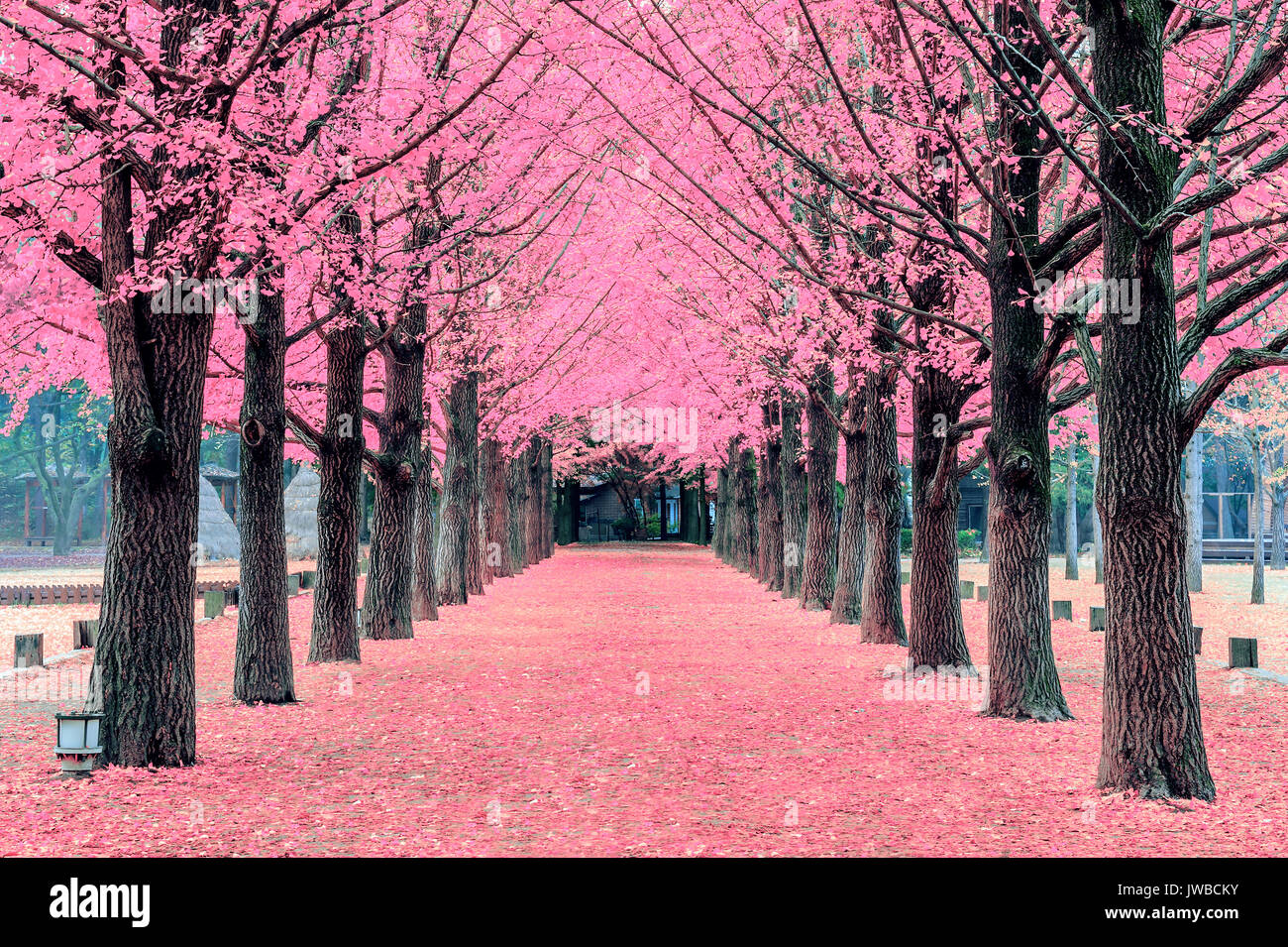 Pink tree,Nami Island in Korea Stock Photo - Alamy