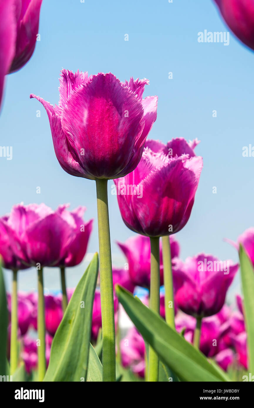 Colorful tulips, tulips in spring Stock Photo - Alamy