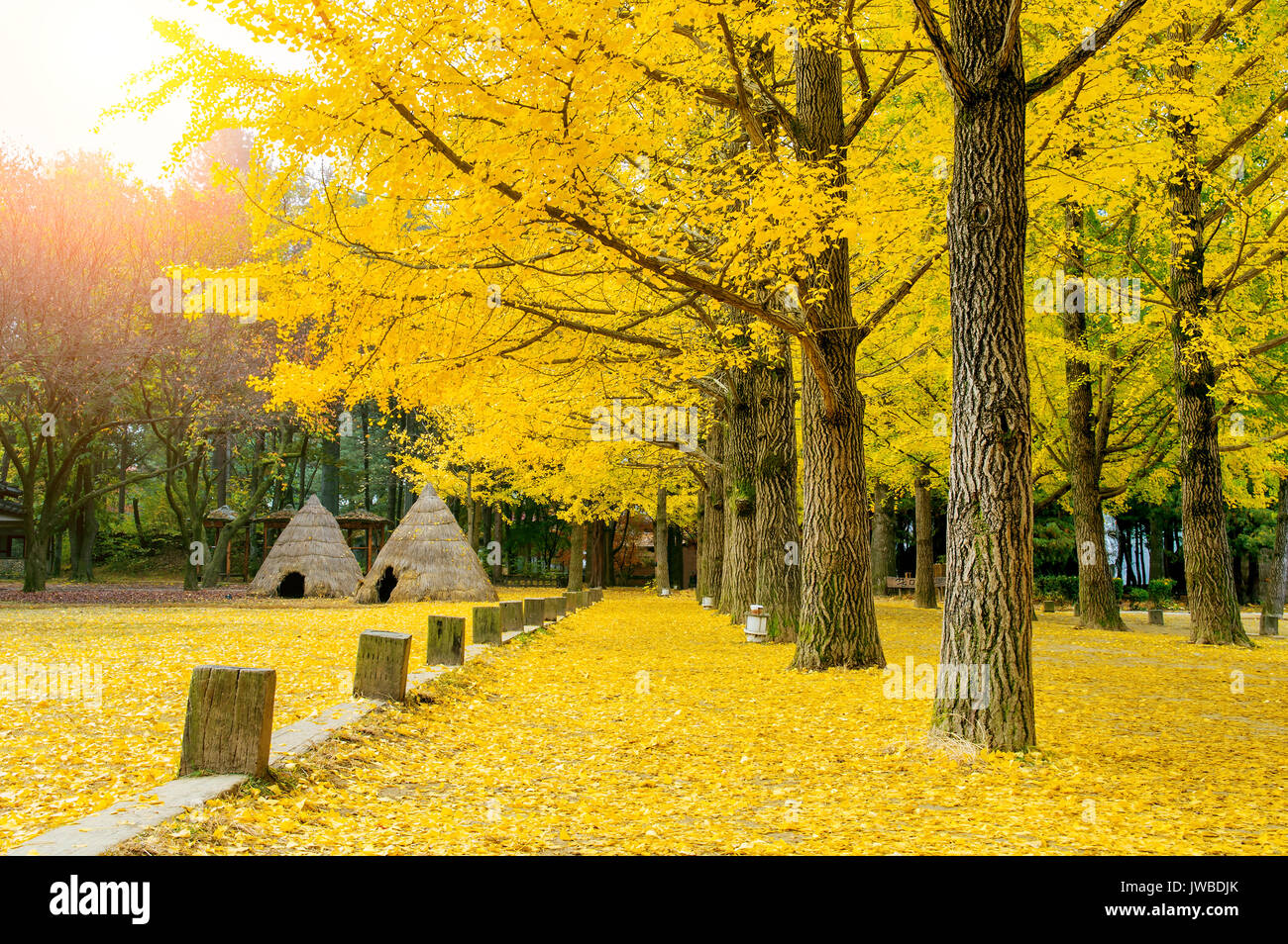 Autumn with ginkgo tree in Nami Island, Korea Stock Photo - Alamy