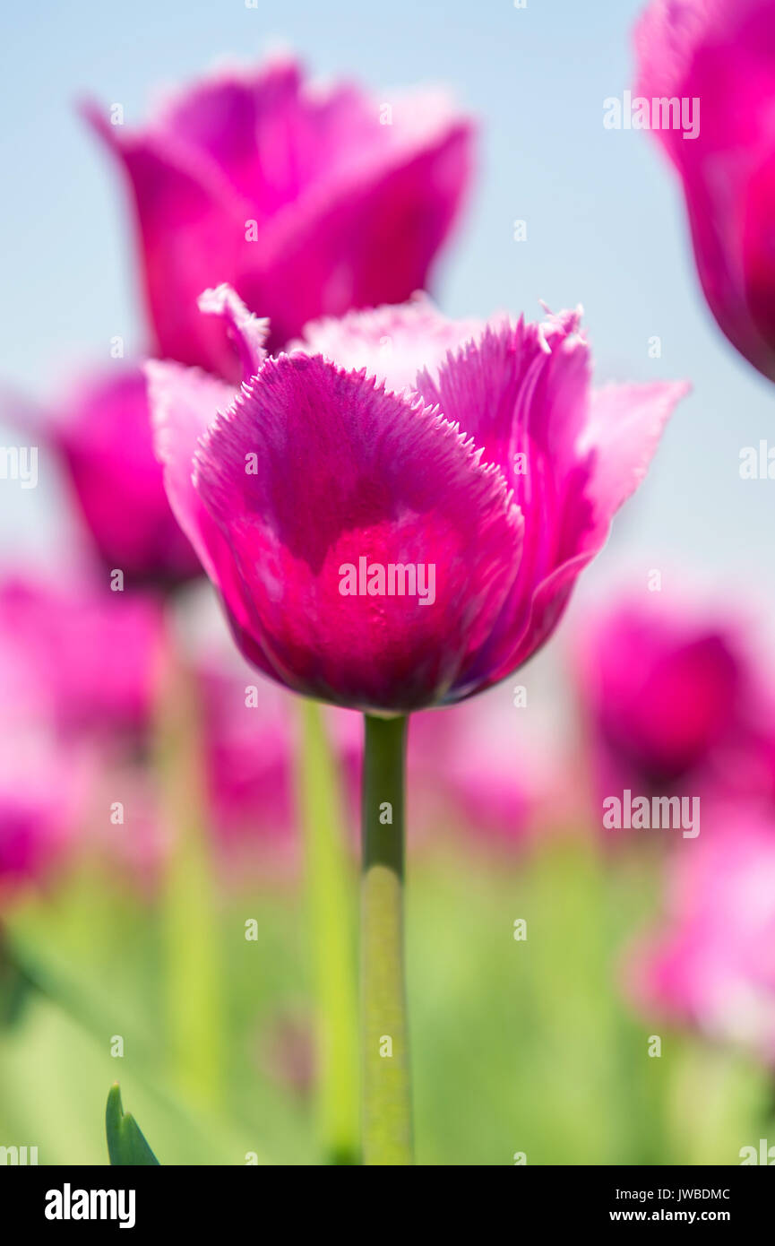 Colorful tulips, tulips in spring Stock Photo - Alamy