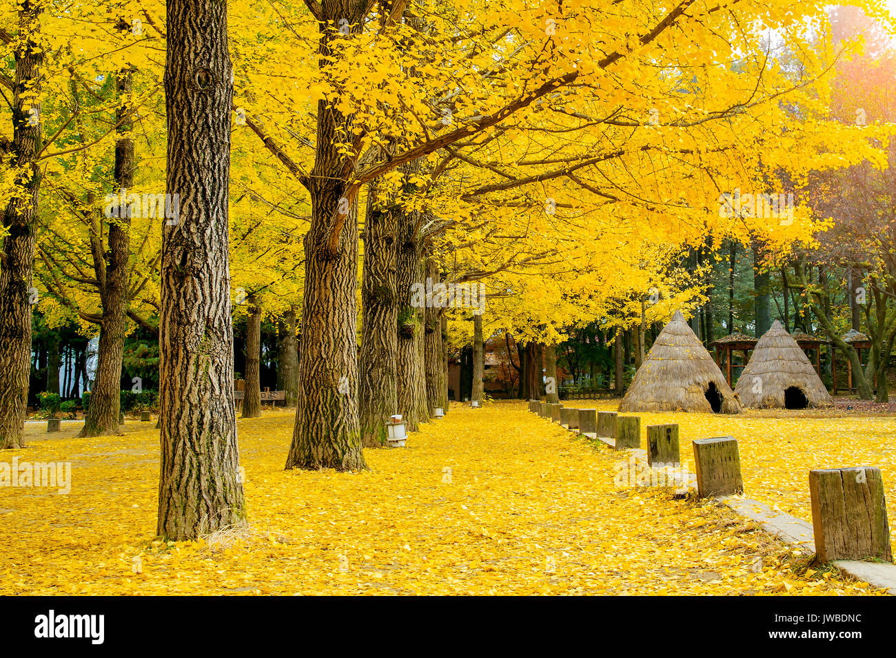 Nami island korea hi-res stock photography and images - Alamy
