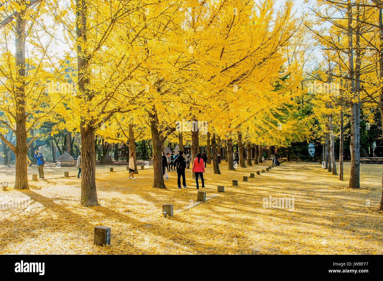 NAMI ISLAND,KOREA - OCT 25: Tourists taking photos of the beautiful ...