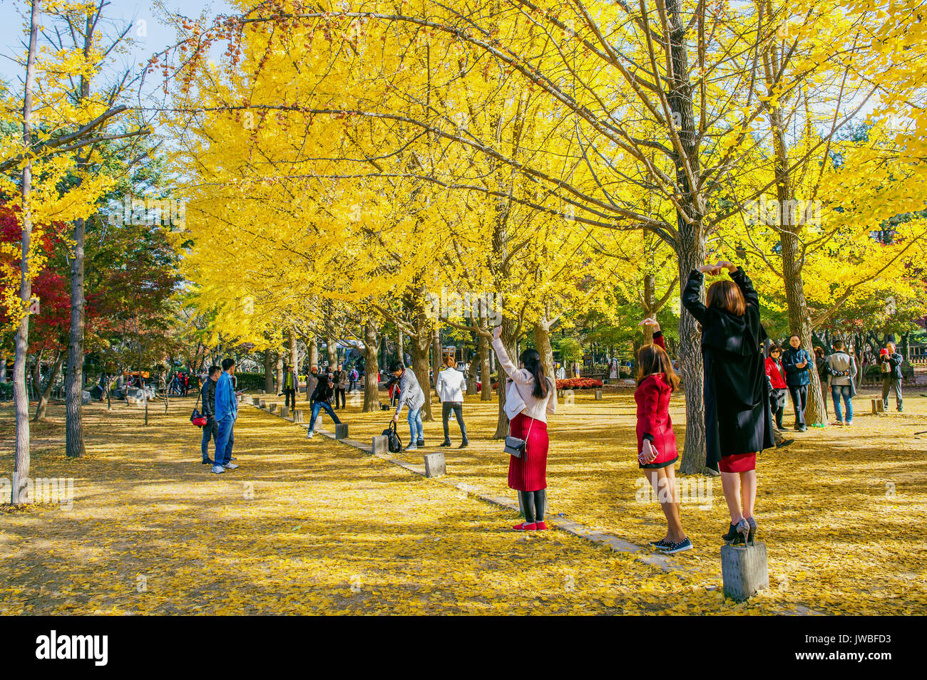 Autumn scenery nami island south hi-res stock photography and images ...