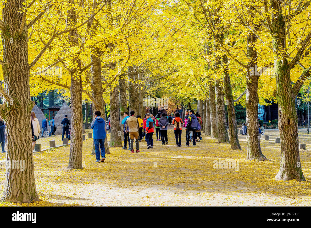 NAMI ISLAND,KOREA - OCT 25: Tourists taking photos of the beautiful ...
