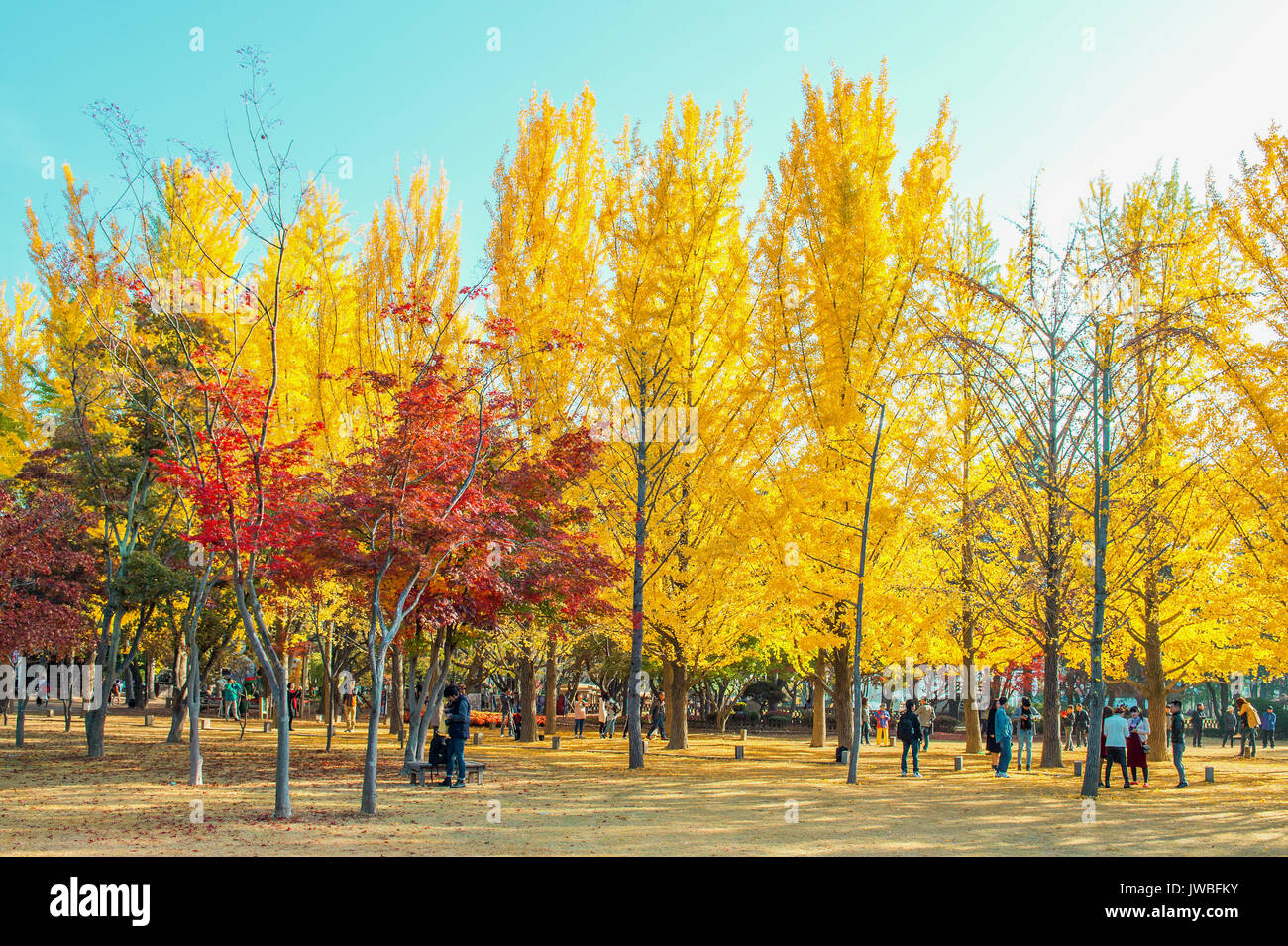 NAMI ISLAND,KOREA - OCT 25: Tourists taking photos of the beautiful ...