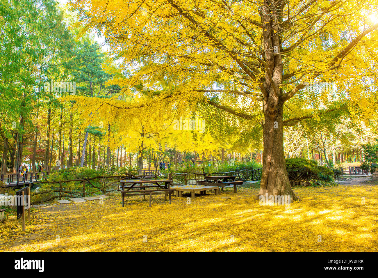 Autumn with ginkgo tree in Nami Island, Korea Stock Photo - Alamy