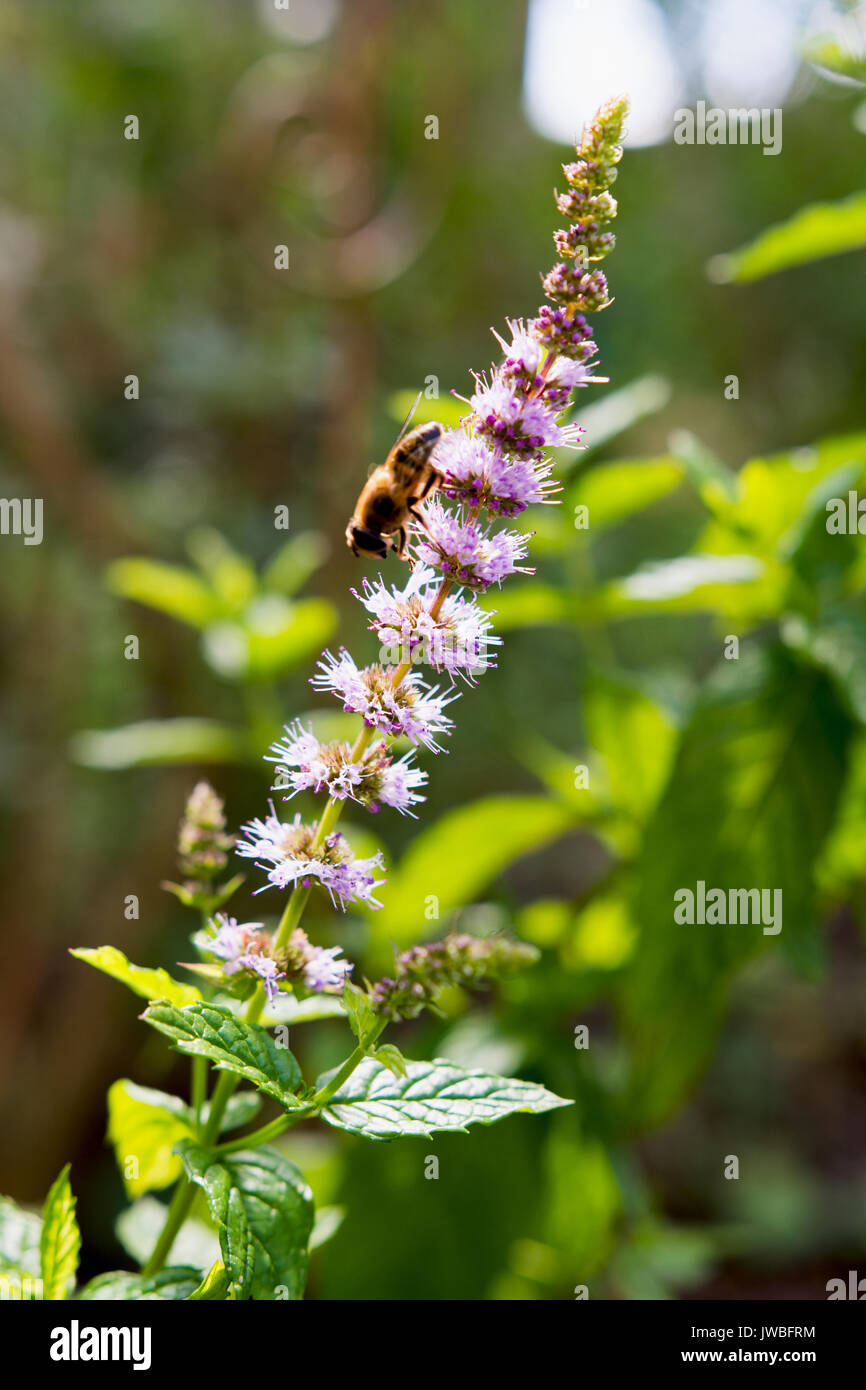 purple peppermint blossom Stock Photo - Alamy