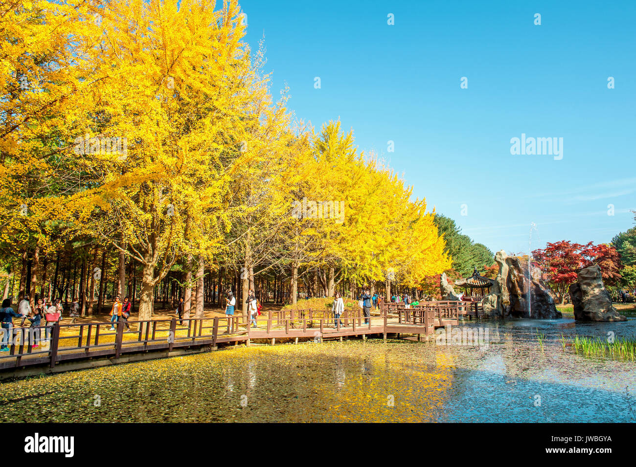 NAMI ISLAND,KOREA - OCT 25: Tourists taking photos of the beautiful ...
