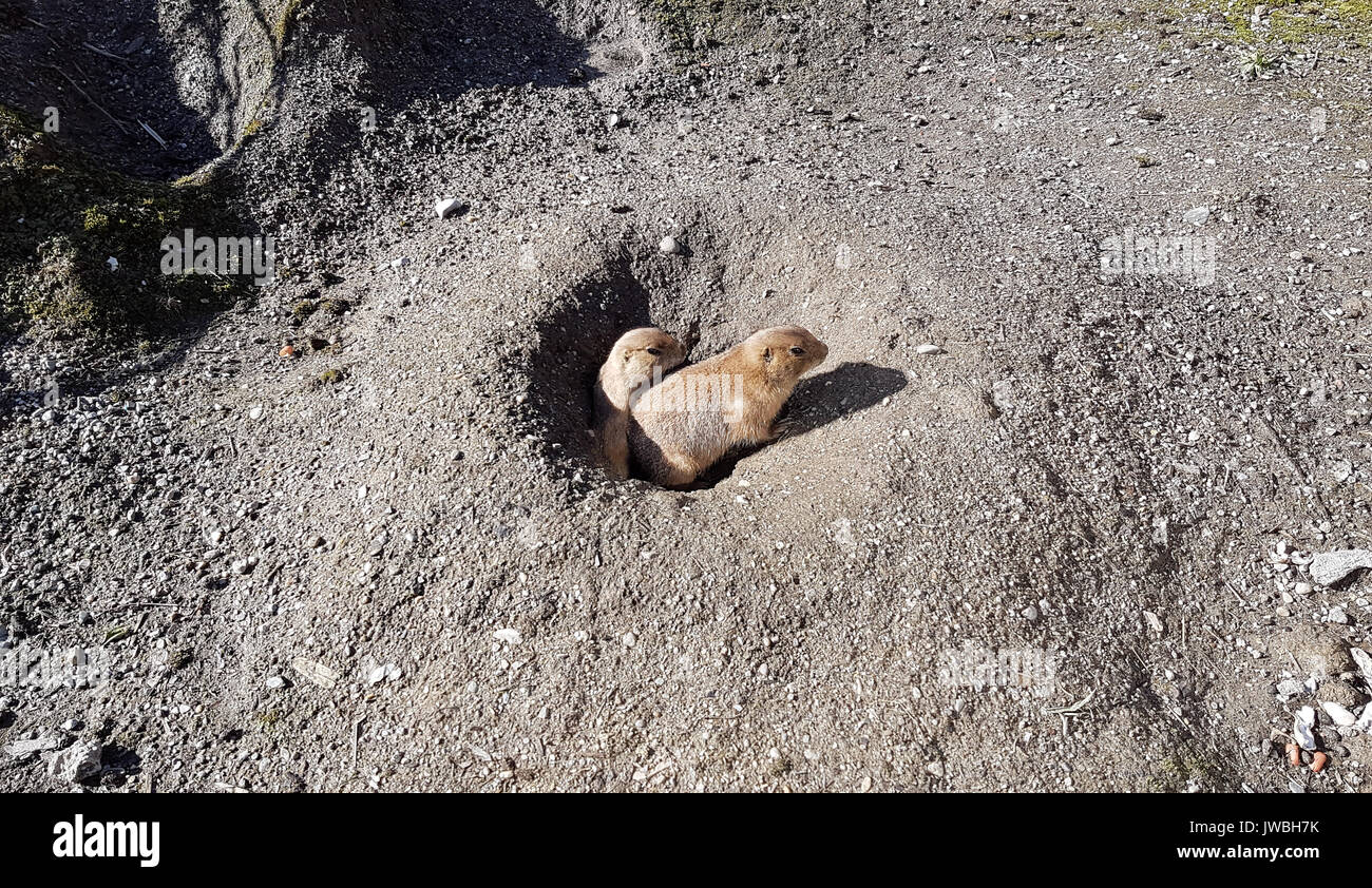 Ground hog sitting in hi-res stock photography and images - Alamy