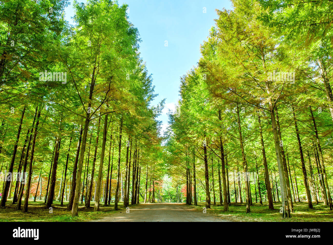 Row of green trees in Nami Island, Korea Stock Photo - Alamy