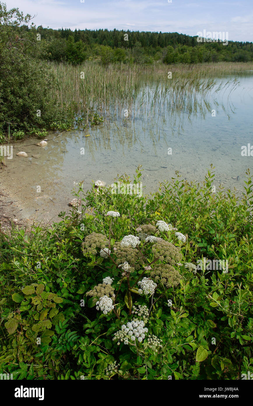 The Ilay Lake, Franche-Comté, Jura (France Stock Photo - Alamy