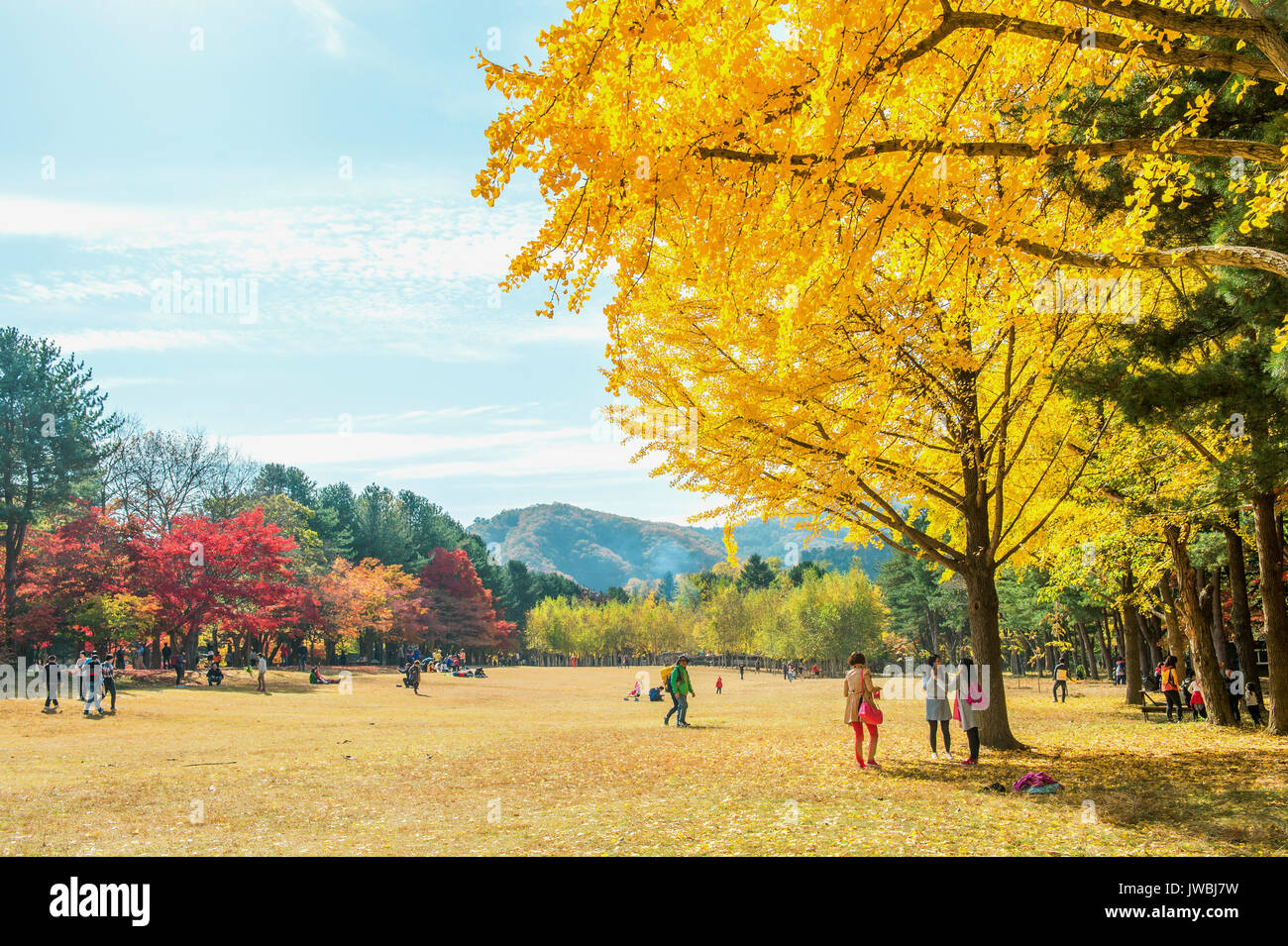 NAMI ISLAND,KOREA - OCT 25: Tourists taking photos of the beautiful ...