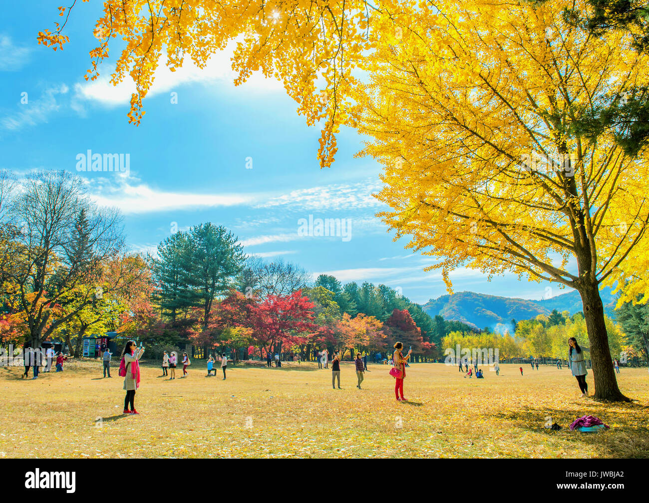 NAMI ISLAND,KOREA - OCT 25: Tourists taking photos of the beautiful ...