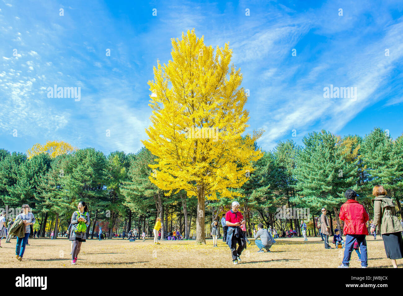 NAMI ISLAND,KOREA - OCT 25: Tourists taking photos of the beautiful ...