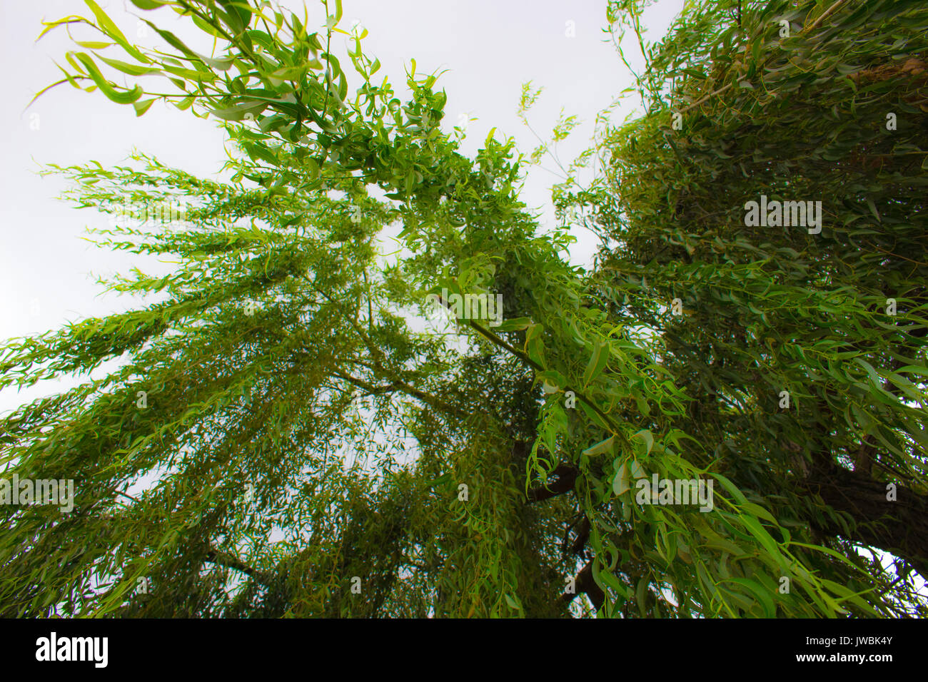 Willow. Beautiful green tree. Sunlight and leaves Stock Photo - Alamy
