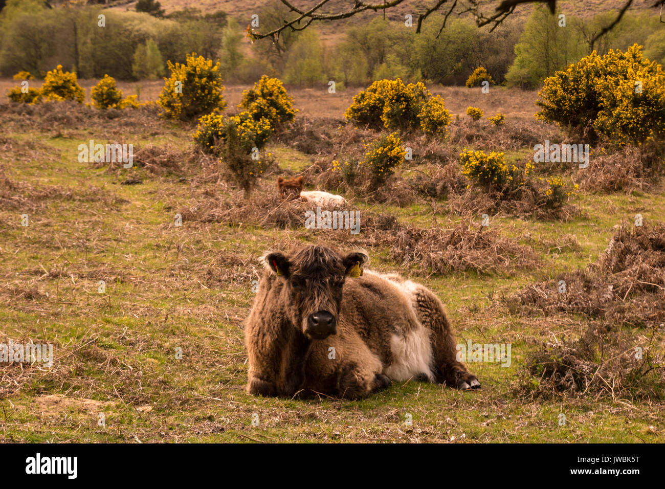 Highland cattle aberdeen angus hi-res stock photography and images - Alamy