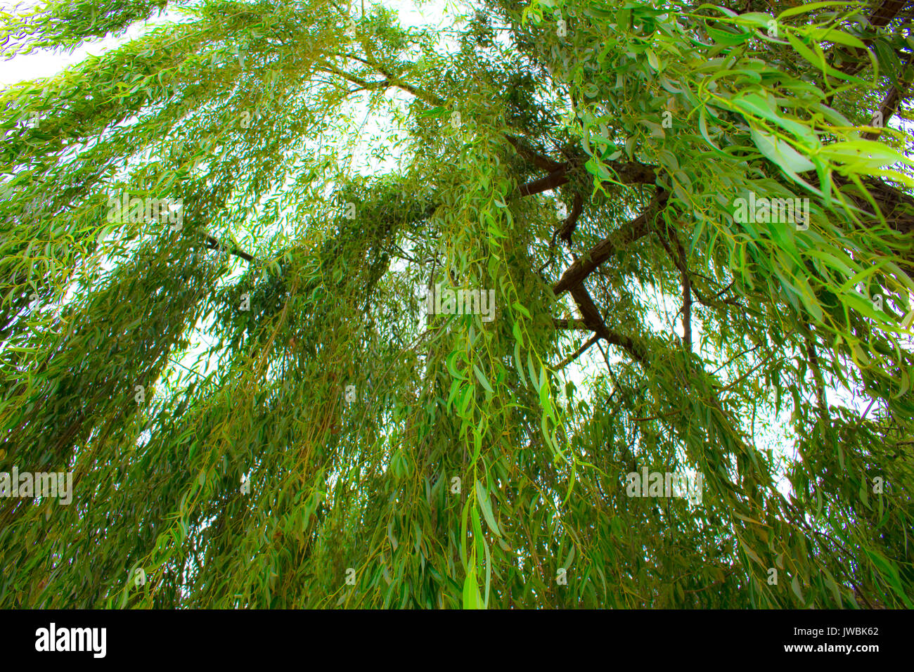 Willow. Beautiful green tree. Sunlight and leaves Stock Photo - Alamy