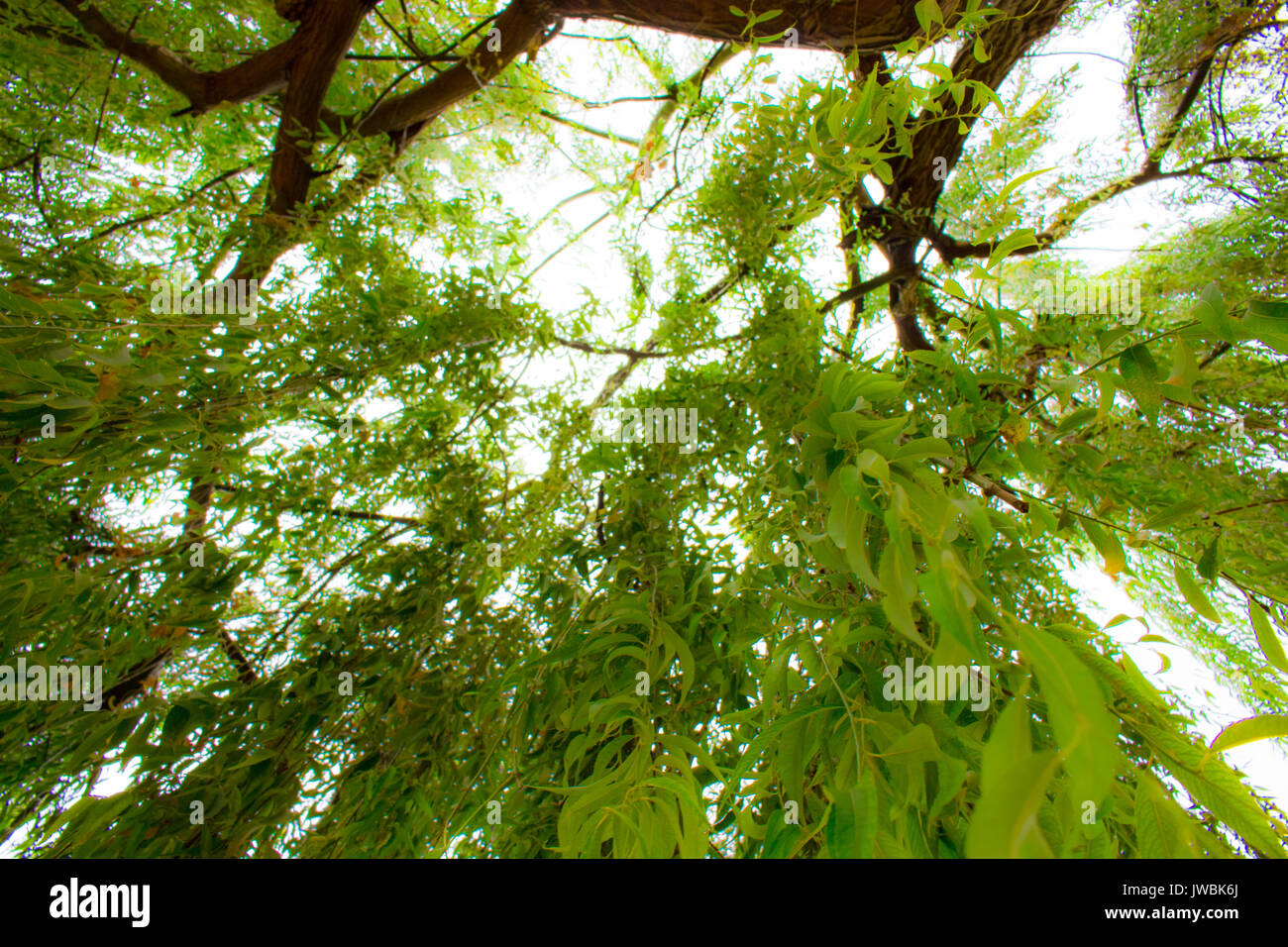 Willow. Beautiful green tree. Sunlight and leaves Stock Photo - Alamy